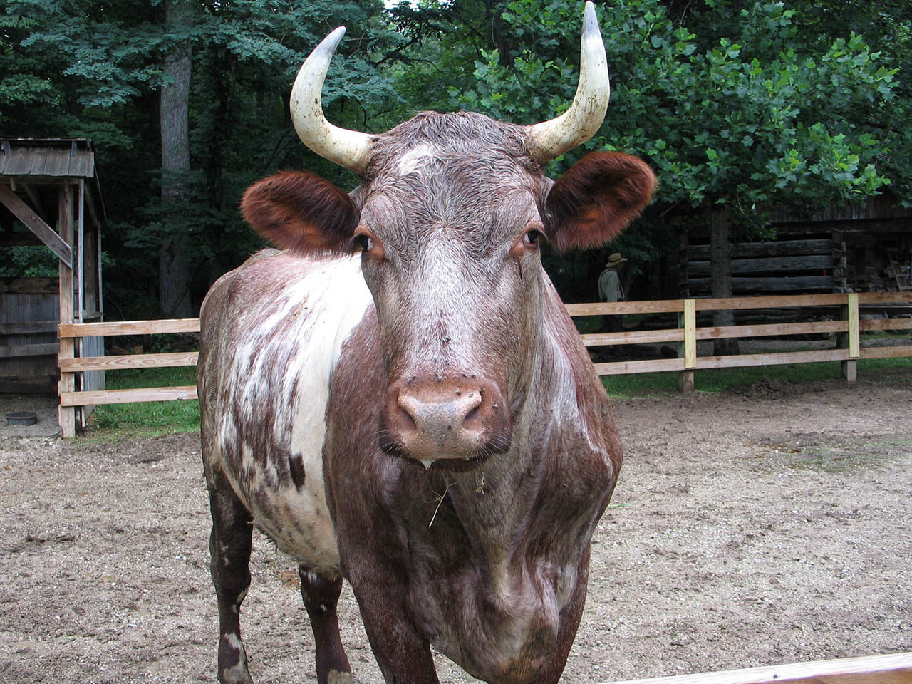 O’Bannon Woods SP ox dies of natural causes - WTRE Radio